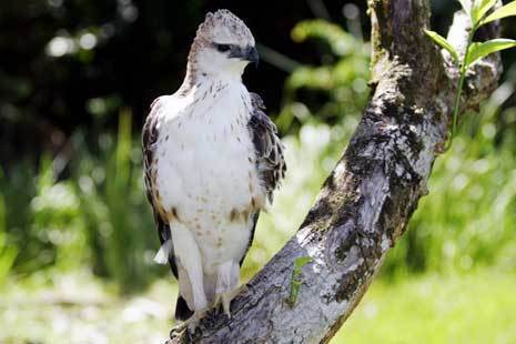 Seputar Indonesia Timur | Seputar Indonesia Hari Ini